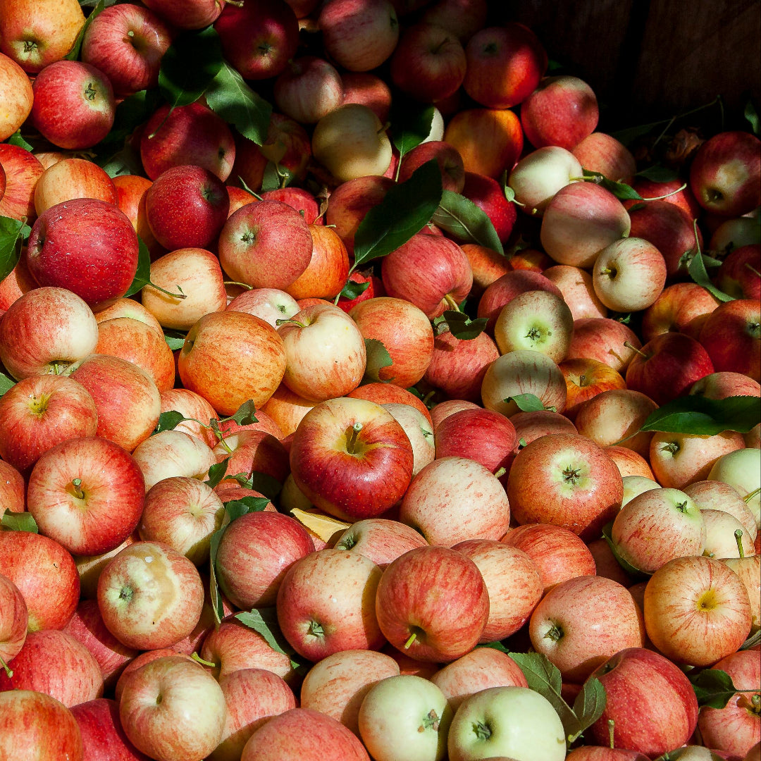 Sidekick Soda | 🍋‍🟩 Real Fruit, NZ Honey & ACV